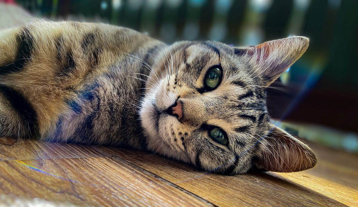 Animals on the New Earth, and Yes, Why I Believe That Includes Cats ...