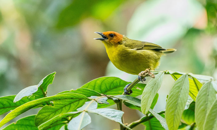 Are Animals Capable of Praising God? - Eternal Perspective Ministries