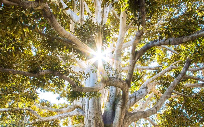 What Is the Tree of Life? - Eternal Perspective Ministries