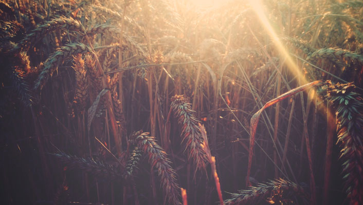 Do You Think Loss of Rewards in Heaven Will Be Permanent? - Resources ...