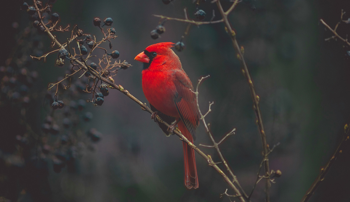 What Is a Biblical Perspective on Cardinals Representing Messages from ...