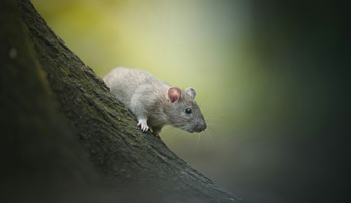 Surely You Can’t Believe There Will Be Rats, Spiders, and Insects, and ...